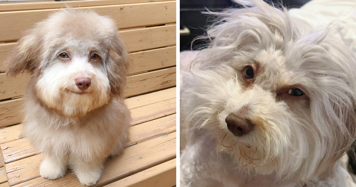 This Dog Has A Human-Like Face, And It’s Creating A Buzz Online | Bored ...