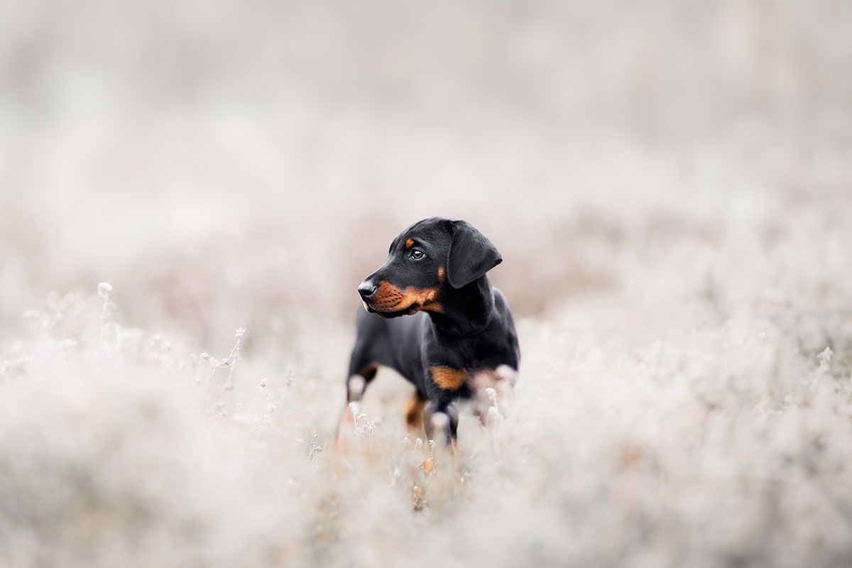 My 27 Photos Of Dogs That I Took In Atmospheric Surroundings | Bored Panda