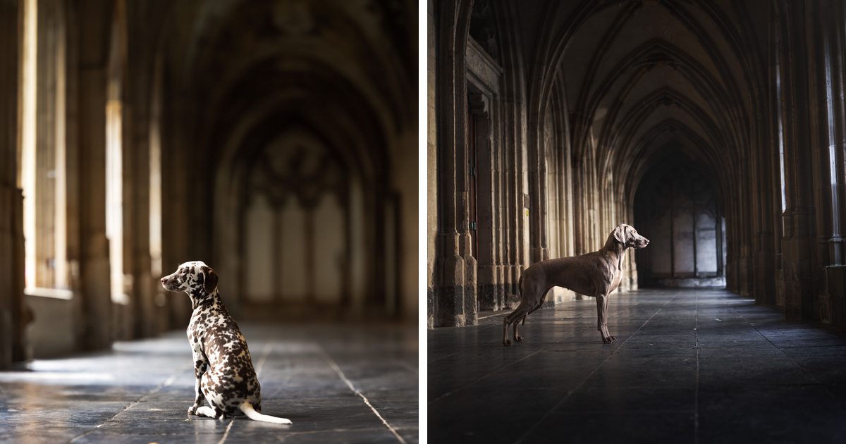 My 27 Photos Of Dogs That I Took In Atmospheric Surroundings | Bored Panda