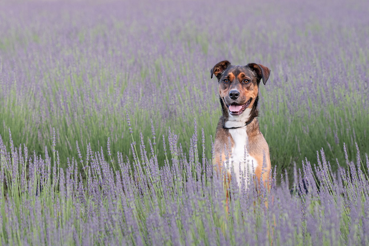 My Collection Of Photos Of Dogs In Lavender Fields That I Took (21 Pics ...