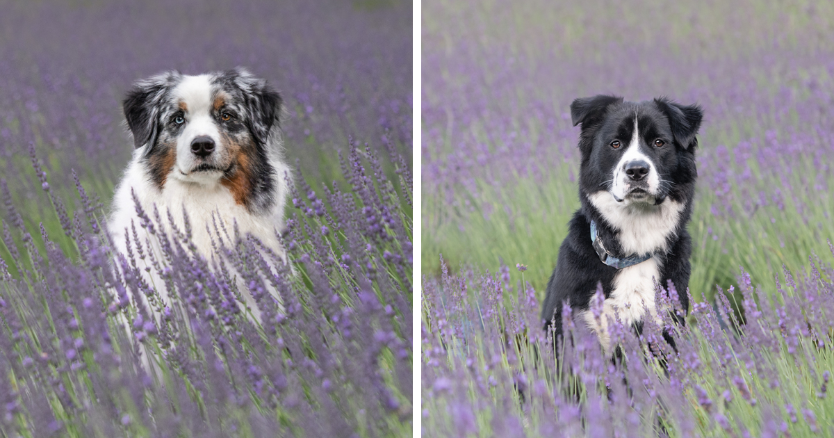 My Collection Of Photos Of Dogs In Lavender Fields That I Took (21 Pics ...