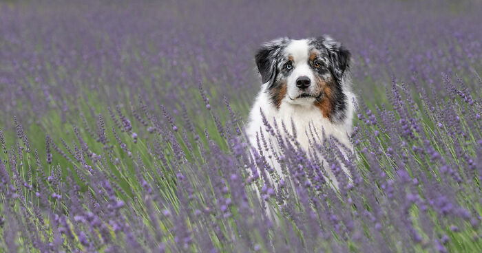 My Collection Of Photos Of Dogs In Lavender Fields That I Took (21 Pics)