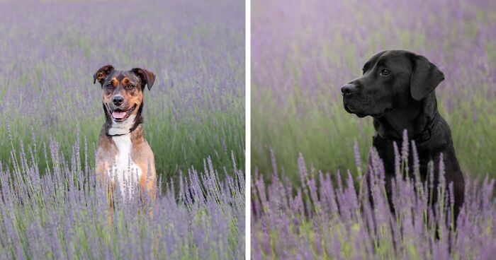 My Collection Of Photos Of Dogs In Lavender Fields That I Took (21 Pics)