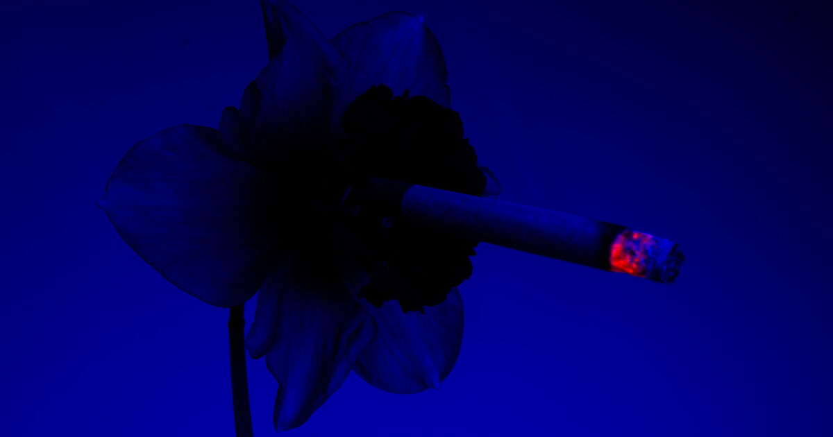I Took 14 Photographs Of Flowers Smoking Cigarettes | Bored Panda