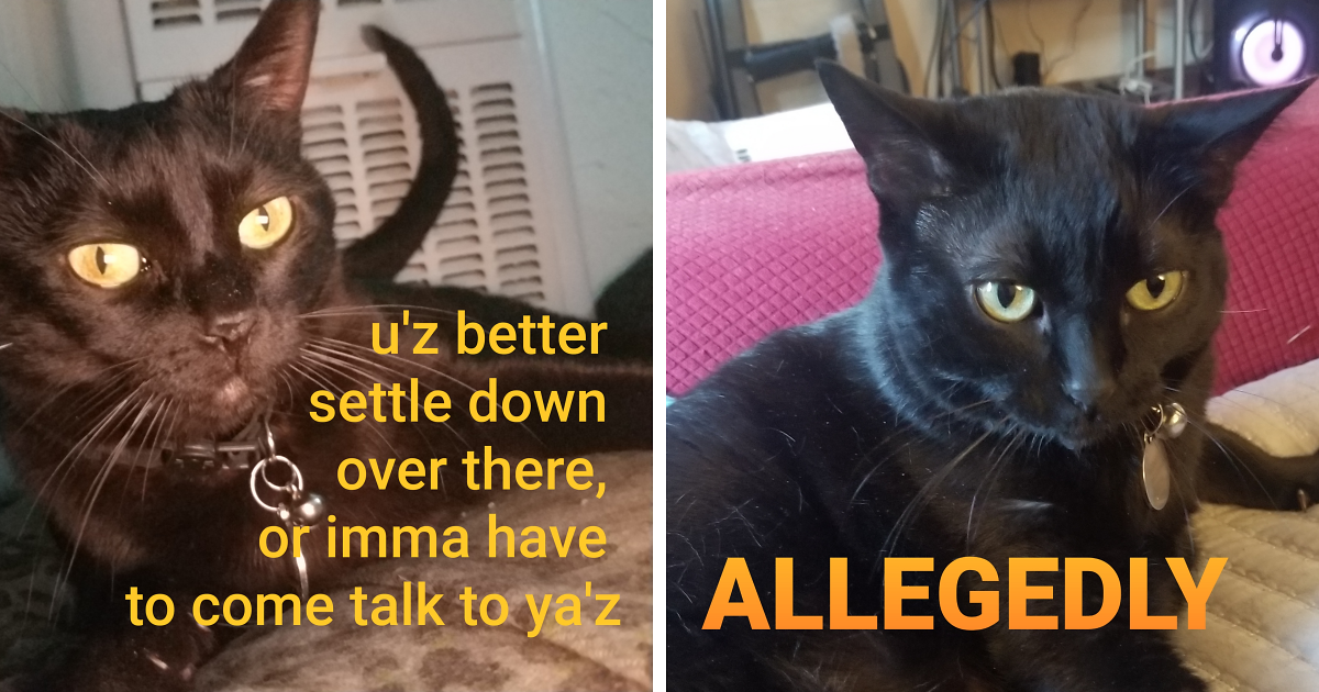 Best Of Letterkenny: 7 Memes Of My Cat | Bored Panda