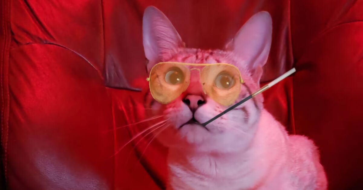 I Created Images Of My Cat Paired With Quotes From Fear And Loathing ...