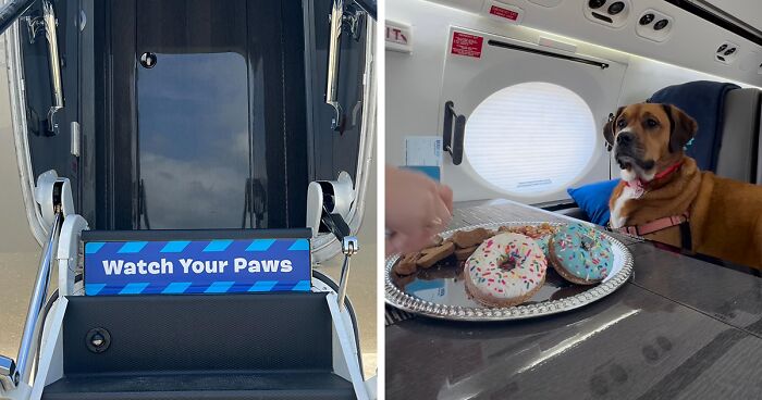 Bark Air, Where Dogs Rule The Skies In Luxury With A New Airline ...