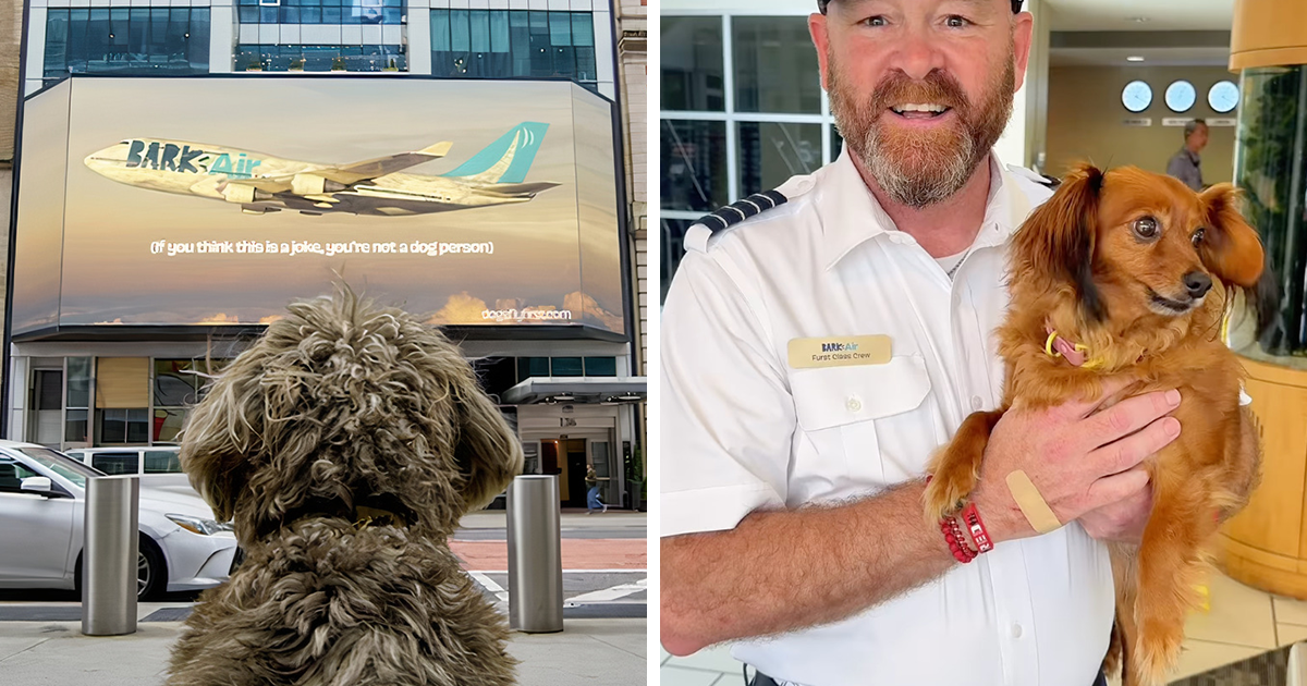 Bark Air, Where Dogs Rule The Skies In Luxury With A New Airline ...