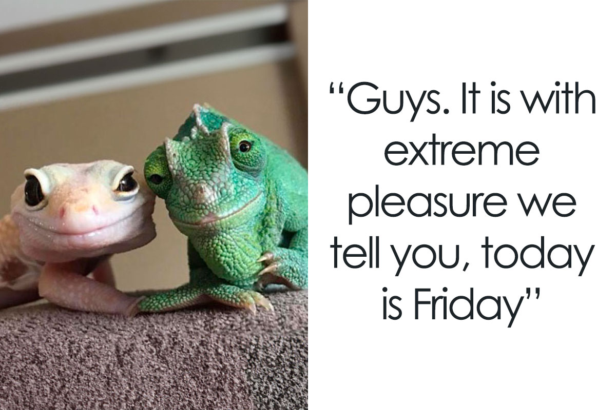 102 Funny Friday Memes To Kickstart Your Weekend, Voted By Readers (New ...