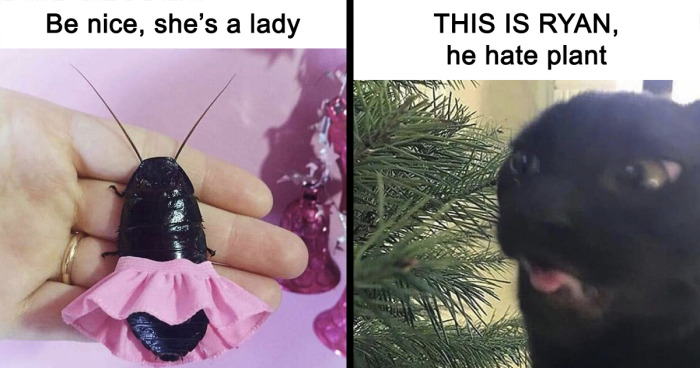 ‘Animals With Vibing Auras’: 50 Hilarious Pics Of Creatures Doing ...