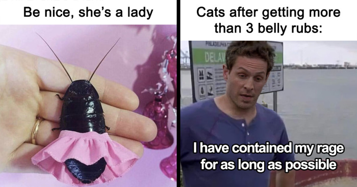 ‘Animals With Vibing Auras’: 50 Hilarious Pics Of Creatures Doing ...