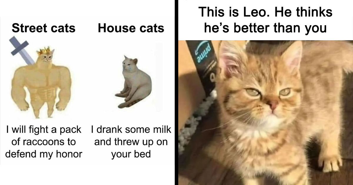 ‘Animals With Vibing Auras’: 50 Hilarious Pics Of Creatures Doing ...