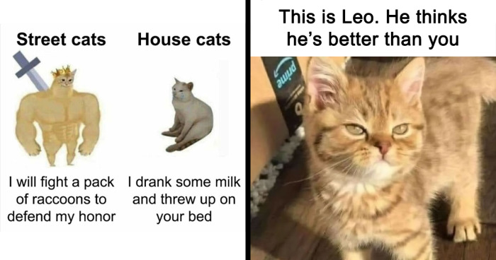 ‘Animals With Vibing Auras’: 50 Hilarious Pics Of Creatures Doing ...