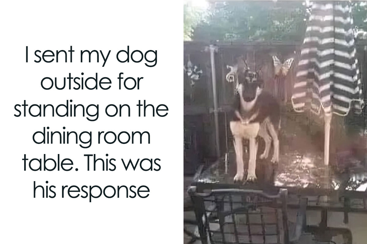 Feel-Good Animal Memes: 50 Reasons To Smile Today | Bored Panda