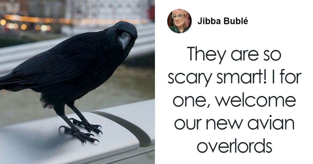 Groundbreaking Study Reveals Crows Can Count—And Out Loud, No Less ...