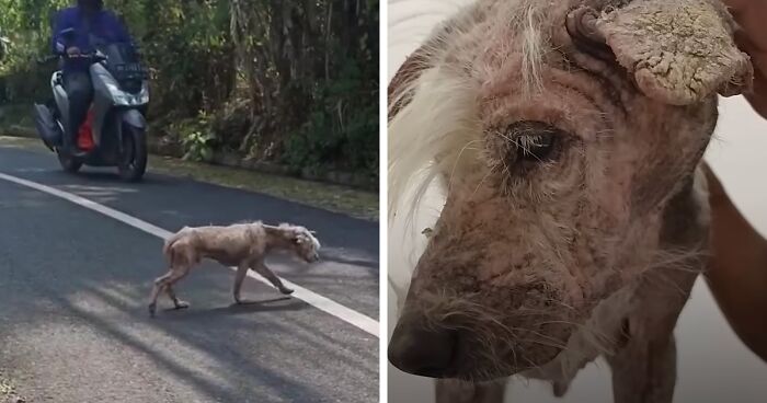 The Unrecognizable Transformation Of A Rescued Dog That Went From Bald ...