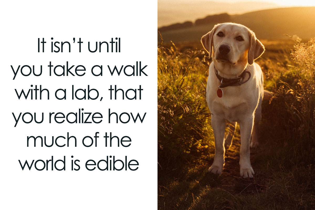 50 Soul-Healing Dog Memes That Are Cute And Funny At The Same Time ...