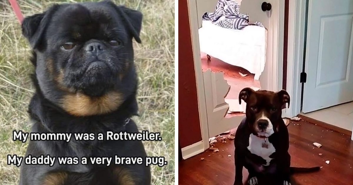 Hilarious Dog Memes 2024