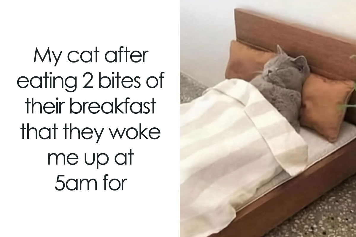 50 Of The Best Memes Featuring Cats | Bored Panda