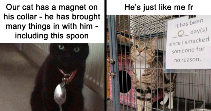 50 Of The Best Memes Featuring Cats