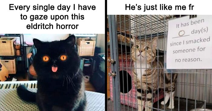 50 Of The Best Memes Featuring Cats