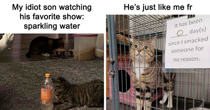 50 Of The Best Memes Featuring Cats | Bored Panda