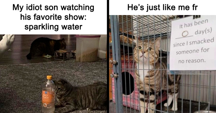 50 Of The Best Memes Featuring Cats
