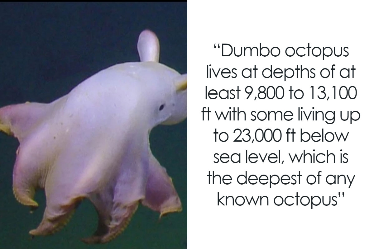 50 True Interesting Facts About Random Things, Shared By This Facebook Page | Bored Panda