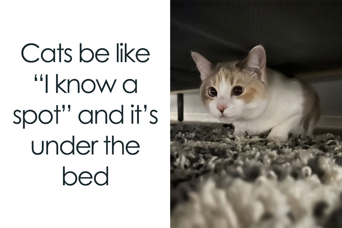 If You’re Having A Rough Day, These 50 Wholesome Cat Pics And Memes May ...