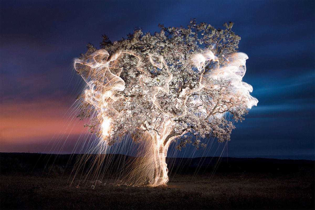 Photographer Captured 35 Enchanting Pictures Of Trees Filled With ...