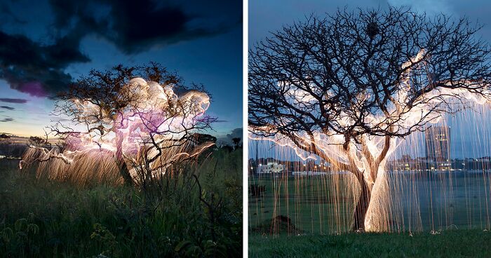 Photographer Captured 35 Enchanting Pictures Of Trees Filled With ...