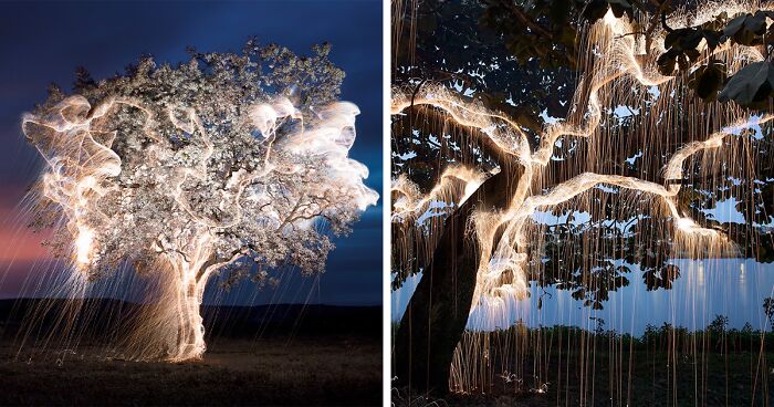 Photographer Captured 35 Enchanting Pictures Of Trees Filled With ...