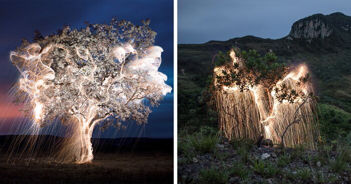 Photographer Captured 35 Enchanting Pictures Of Trees Filled With ...
