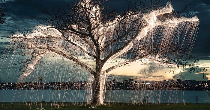 Photographer Captured 35 Enchanting Pictures Of Trees Filled With ...