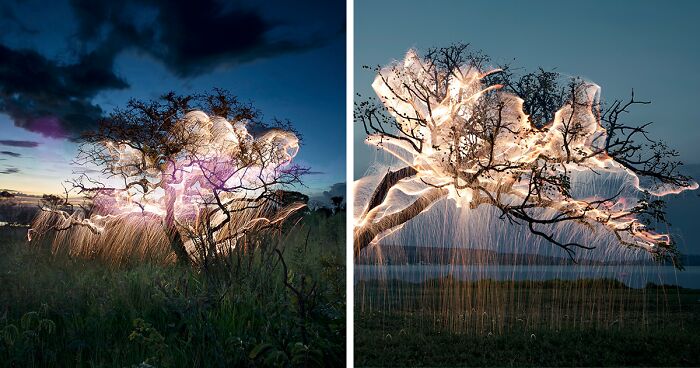 Photographer Captured 35 Enchanting Pictures Of Trees Filled With ...