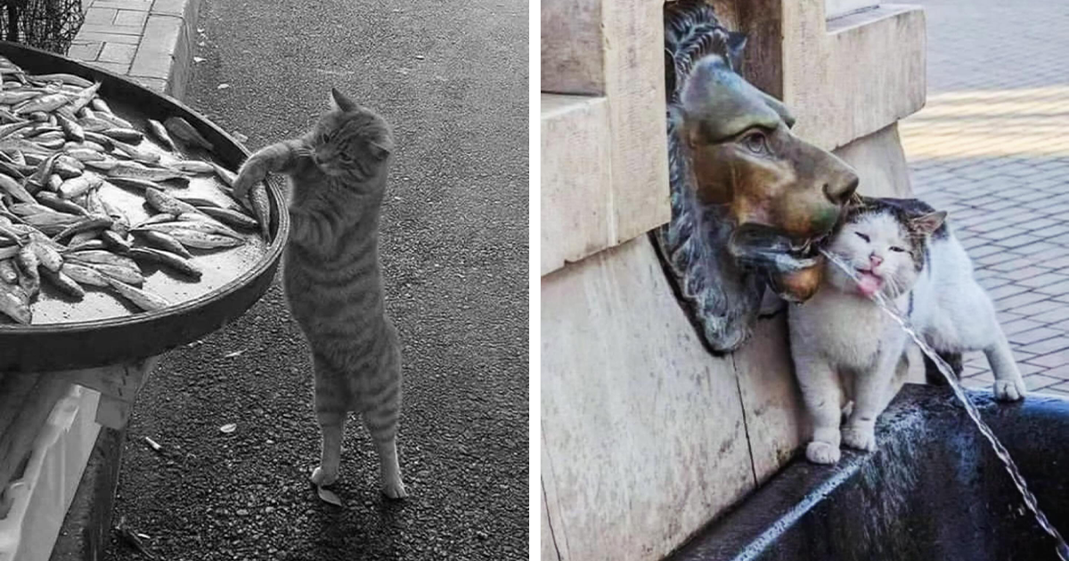 This Account Shared 29 Amusing Street Photos Featuring Cats | Bored Panda