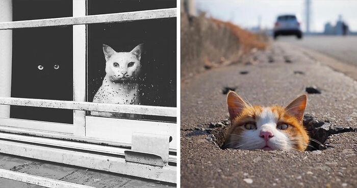 This Account Shared 29 Amusing Street Photos Featuring Cats | Bored Panda
