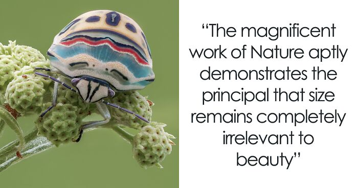 Gorgeous Bug That Was Named After Picasso Images Is Going Viral, People ...