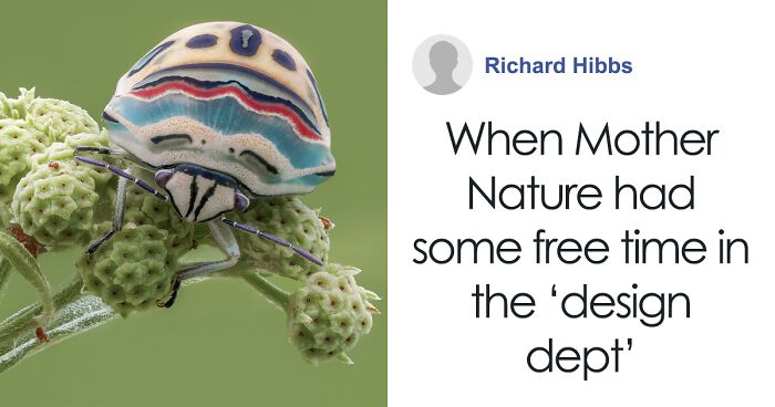 Gorgeous Bug That Was Named After Picasso Images Is Going Viral, People ...