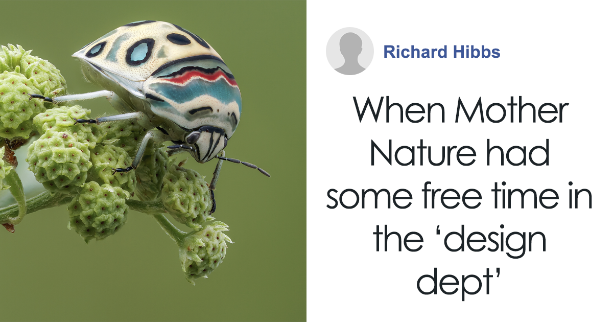 Gorgeous Bug That Was Named After Picasso Images Is Going Viral, People ...