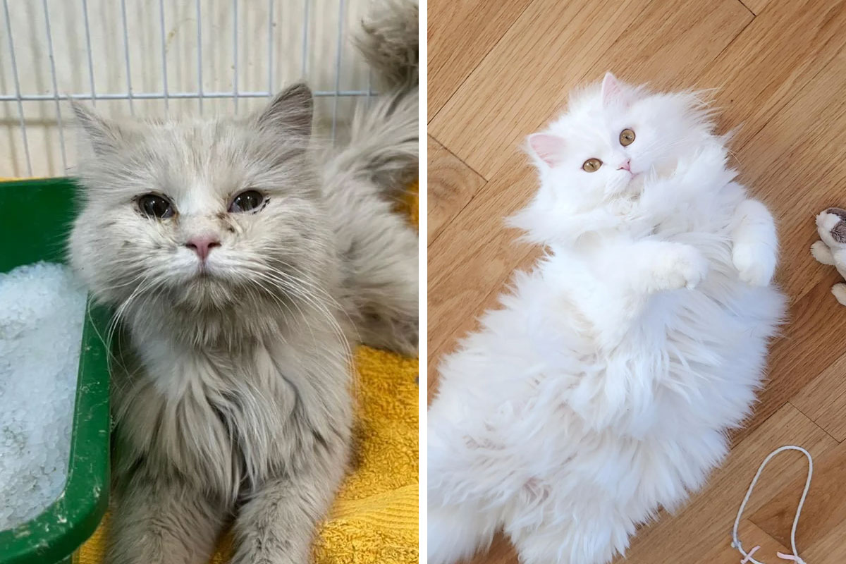 50 Cats Who Got A Second Chance At Life And Their Amazing ...