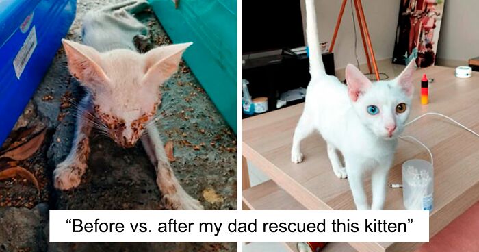 50 Cats Who Got A Second Chance At Life And Their Amazing ...