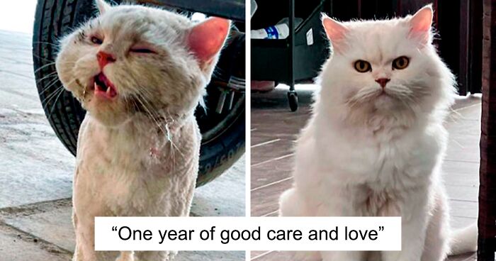 50 Cats Who Got A Second Chance At Life And Their Amazing ...