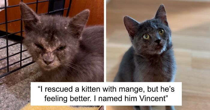 50 Cats Who Got A Second Chance At Life And Their Amazing ...