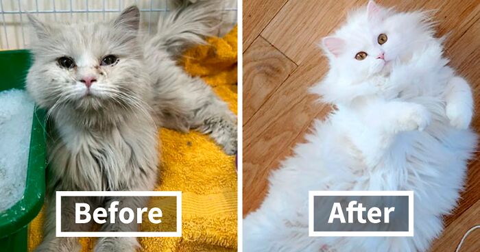 50 Cats Who Got A Second Chance At Life And Their Amazing ...