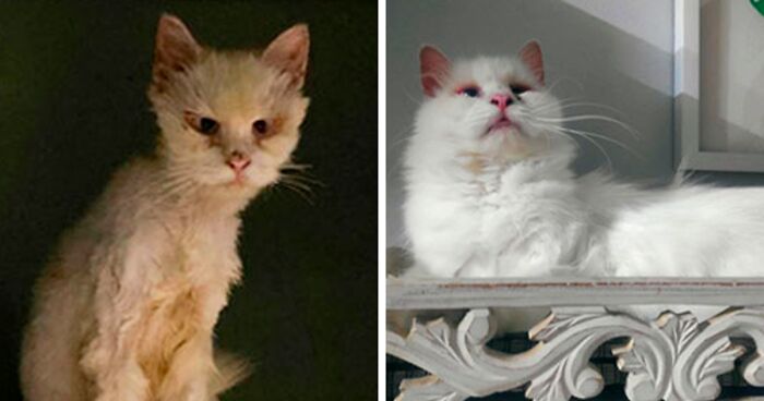 50 Cats Who Got A Second Chance At Life And Their Amazing ...