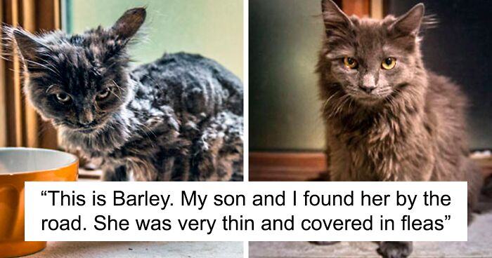 50 Cats Who Got A Second Chance At Life And Their Amazing ...