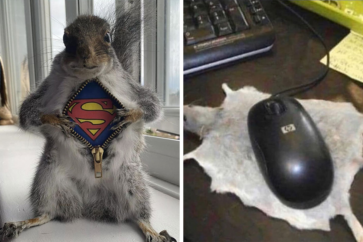 30 Taxidermy Fails From This IG Page That Are So Bad They’re Good ...