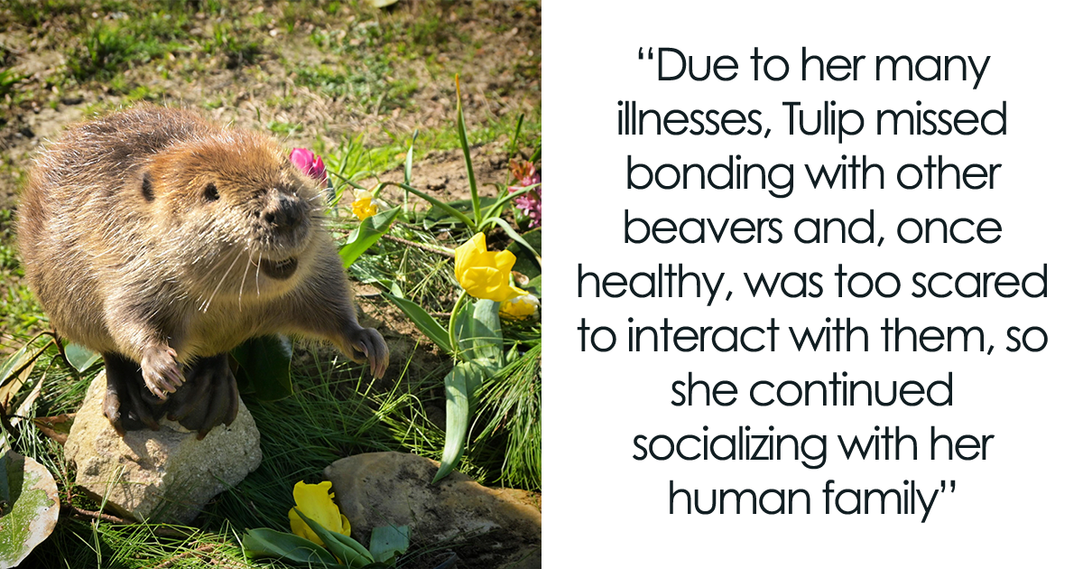 Tulip The Rescued Beaver Finds Love And Purpose As A Big Sister To A ...