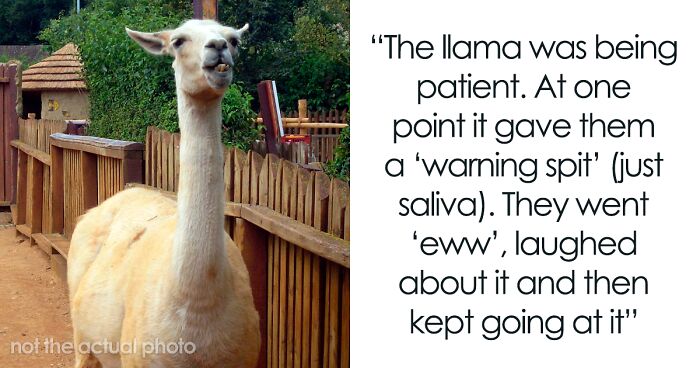 “The Llama Had Enough”: Zoo Keeper’s “Lesson” Sparks Parental Outrage ...